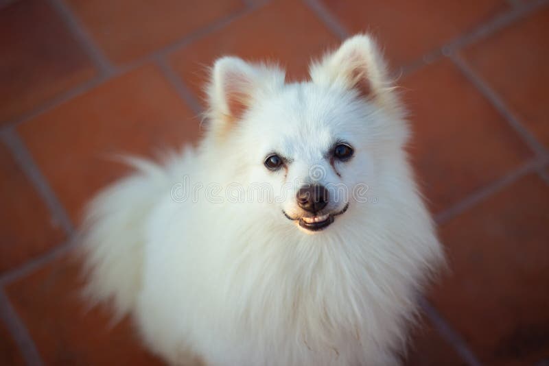 Indian Spitz Dog Posing stock photo. Image of mammal - 250688428