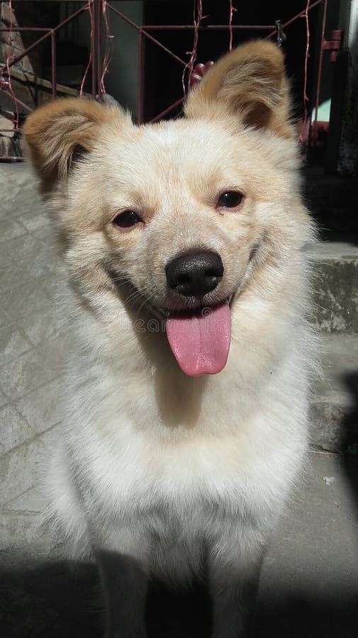 Indian Spitz stock photo. Image of breed, puppy, indian - 219502110