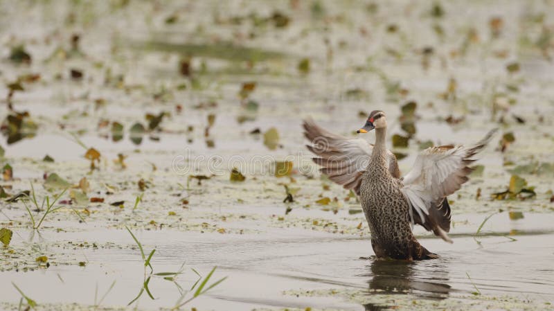 Indian Spot Billed Duck in Action Stock Image - Image of indian, beak ...