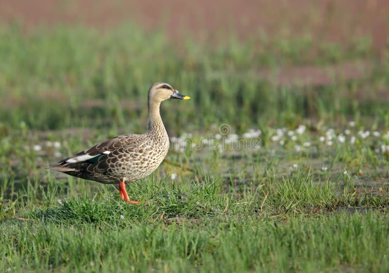 Indian Spot-billed duck stock image. Image of india - 107825627