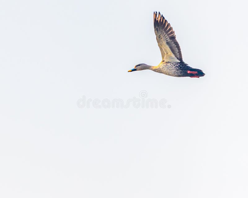 Indian Spot-billed Duck Flies through the Sky Gliding Gracefully on the ...