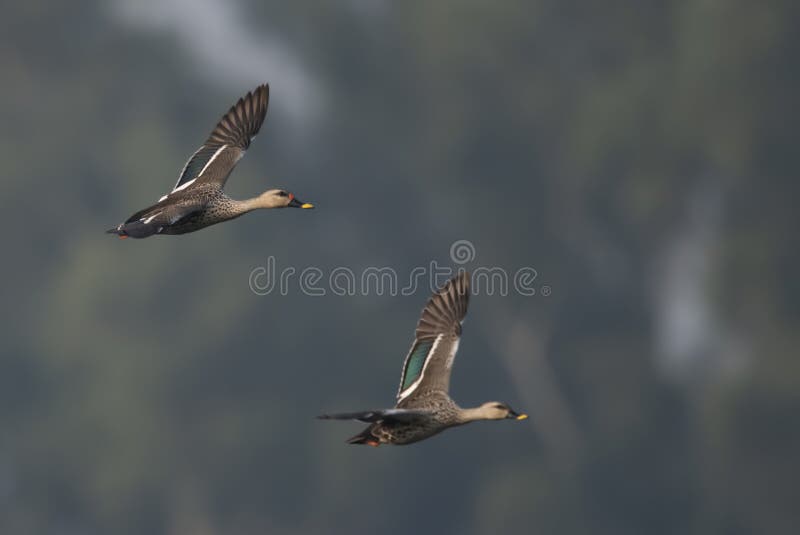Indian Spot billed Duck stock photo. Image of ncaa, keoladeo - 161149830