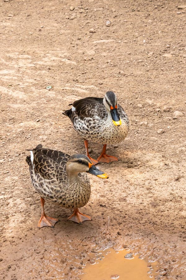 Indian Spot-billed Duck, Pair of Duck Stock Image - Image of ...