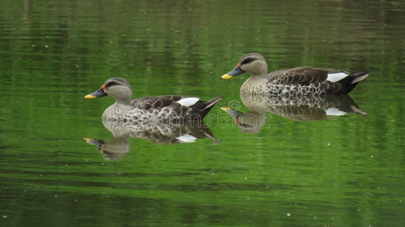 Spot-billed Duck stock image. Image of forest, spotbilled - 130288377