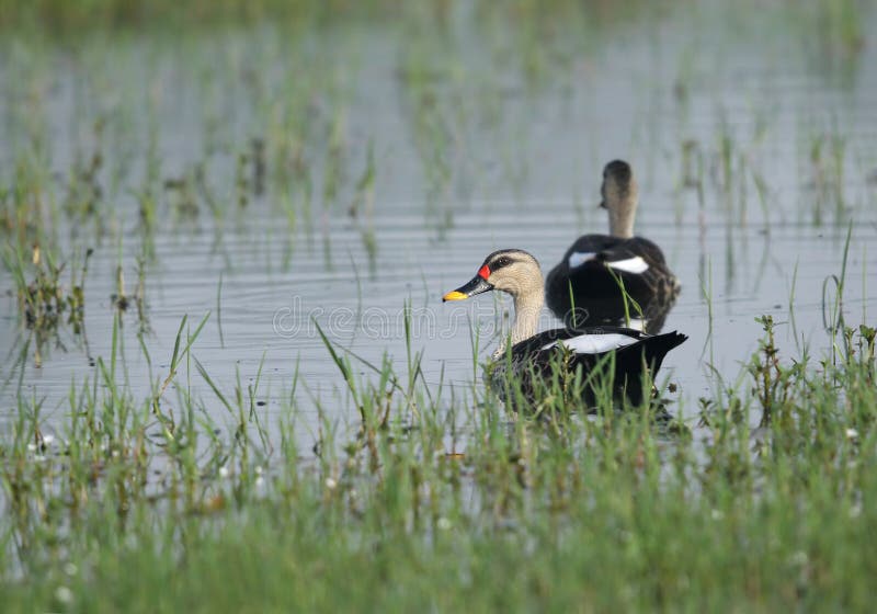 Indian Spot-billed ducks stock image. Image of india - 107825705
