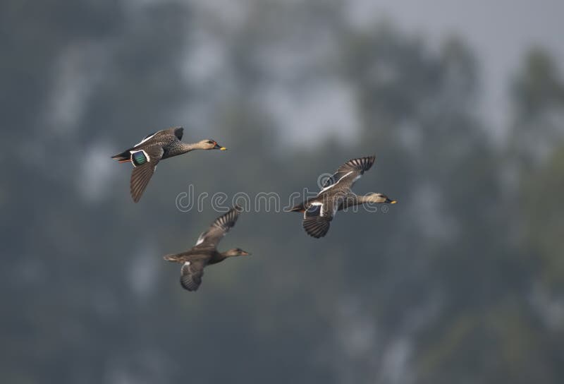 Indian Spot Billed Ducks Flying in Morning Stock Image - Image of ...