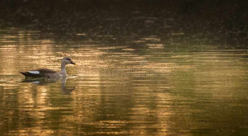 Indian Spotted Bill Duck in Golden Hour Light Stock Photo - Image of ...