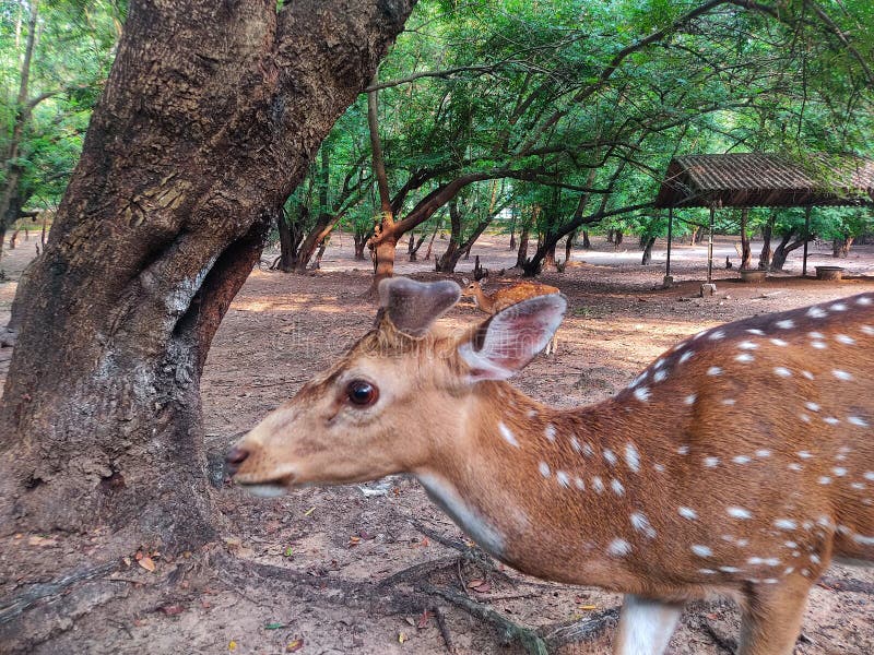 Indian Spotted Deer Raoming Around in Jungle HD Stock Image - Image of ...