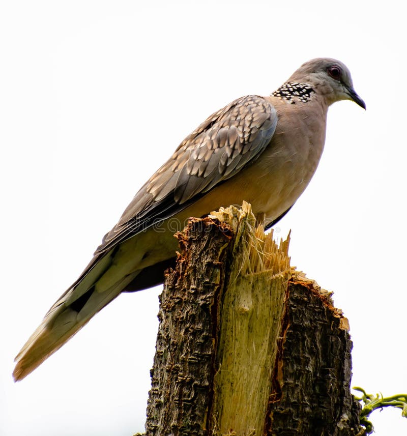 An Indian Spotted Dove Perching on a Stump Stock Photo - Image of wing ...