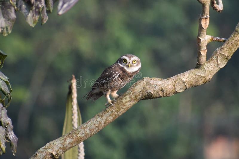 Spotted Indian Owlet Stock Photos - Free & Royalty-Free Stock Photos ...