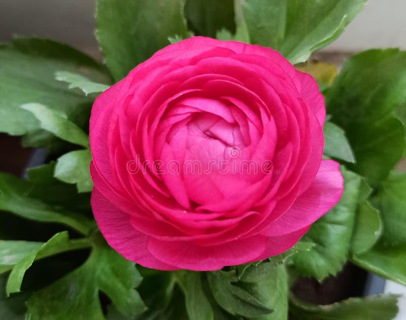 Indian Spring Blooms stock photo. Image of garden, blooms - 242817278