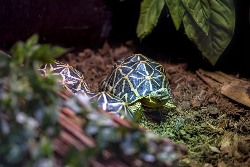 197 Star Turtles Stock Photos - Free & Royalty-Free Stock Photos from ...