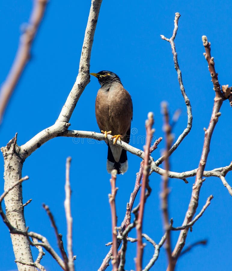 Indian Starling on the Branches of a Tree Stock Photo - Image of ...