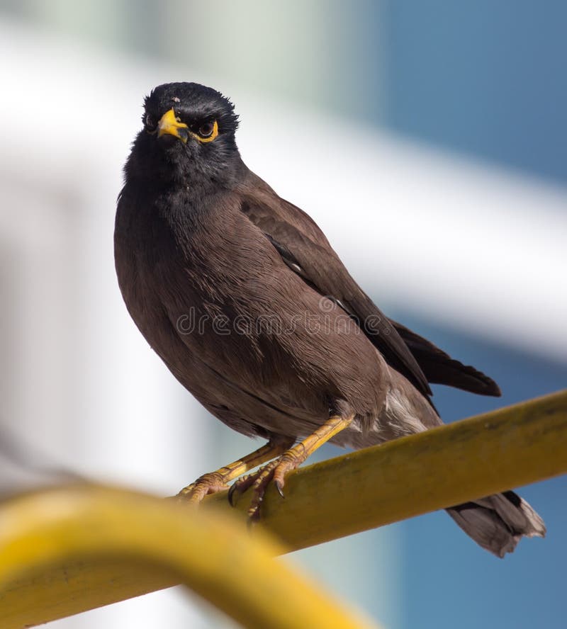 Indian Starling in the City Stock Photo - Image of myna, natural: 106596956