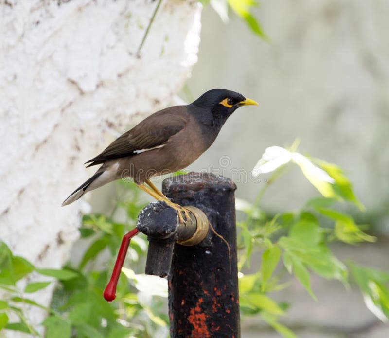 Indian starling on nature stock photo. Image of natural - 103346650 Indian starling on nature stock photo. Image of natural - 103346650