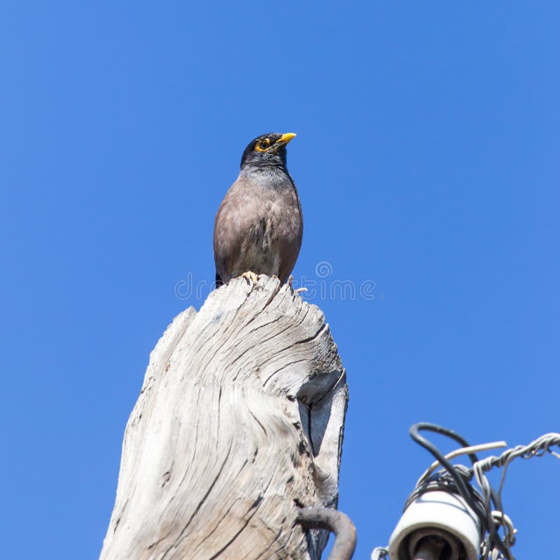 1,528 Indian Starling Stock Photos - Free & Royalty-Free Stock Photos ...