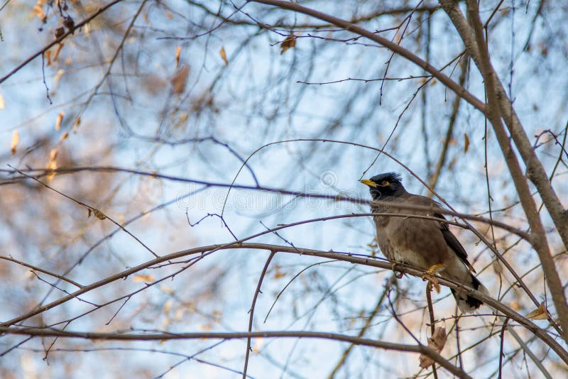 Indian starling stock image. Image of acridotheres, beak - 46946377