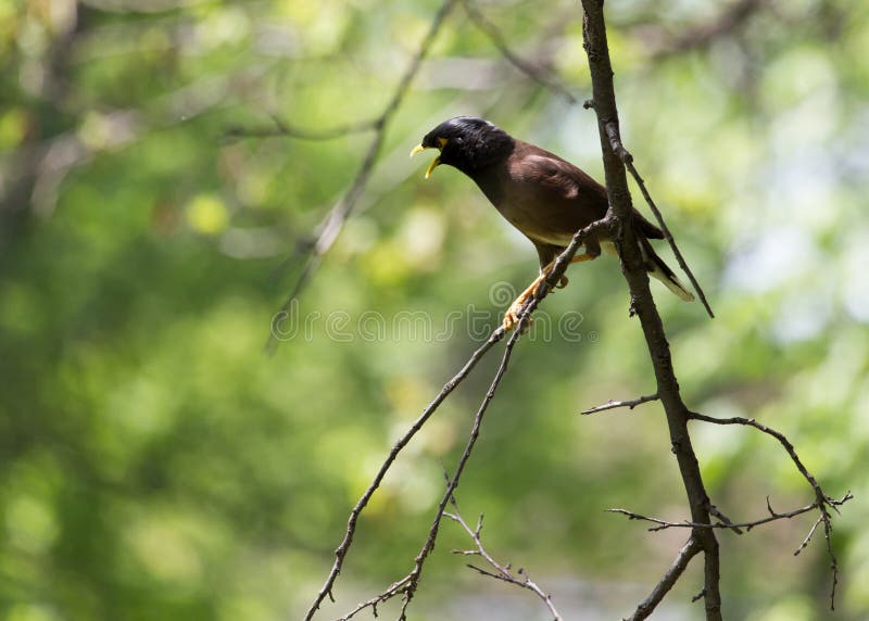 Indian Starling on Tree in Nature Stock Image - Image of brown, nature ...