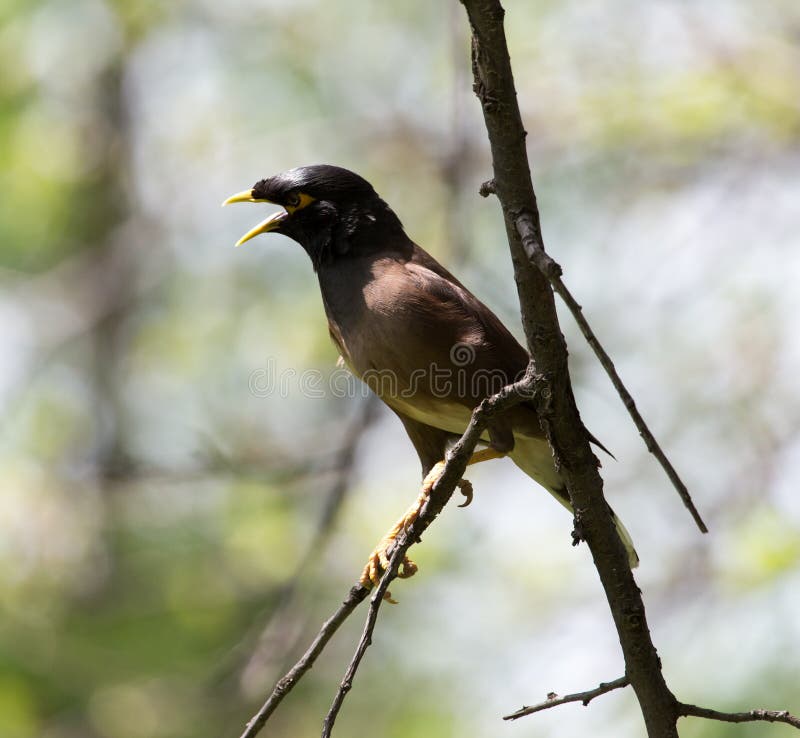 Indian Starling on Tree in Nature Stock Photo - Image of exotic ...