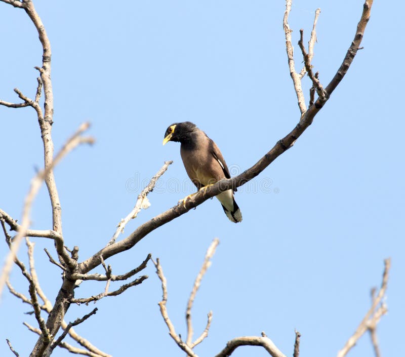 Indian starling on tree stock photo. Image of myna, white - 107751522