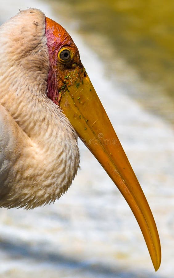 Indian Stork Long Yellow Beak Stock Photo - Image of stork, shorebird ...
