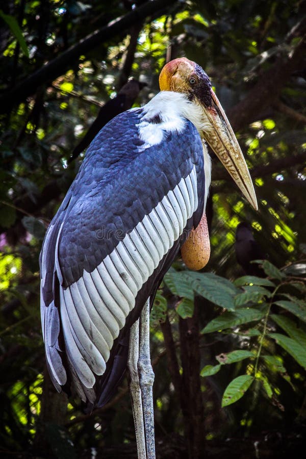 Indian Stork stock photo. Image of delivering, birds - 34753854