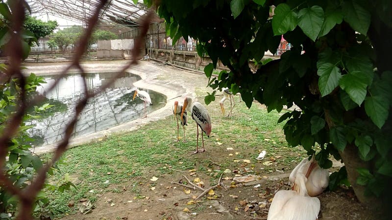 Indian Stork stock image. Image of stork, black, crane - 97901501