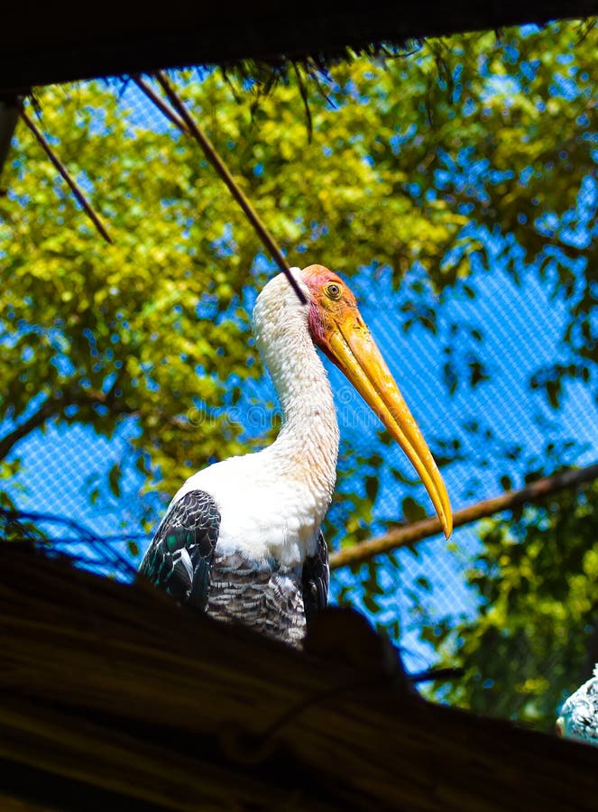 Indian Stork Yellow Long Beak in Jungle Stock Image - Image of heron ...