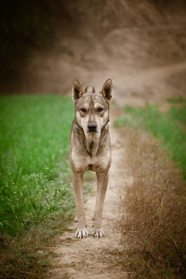 Indian Stray Dog Standing and Looking at Camera in a Village Stock ...