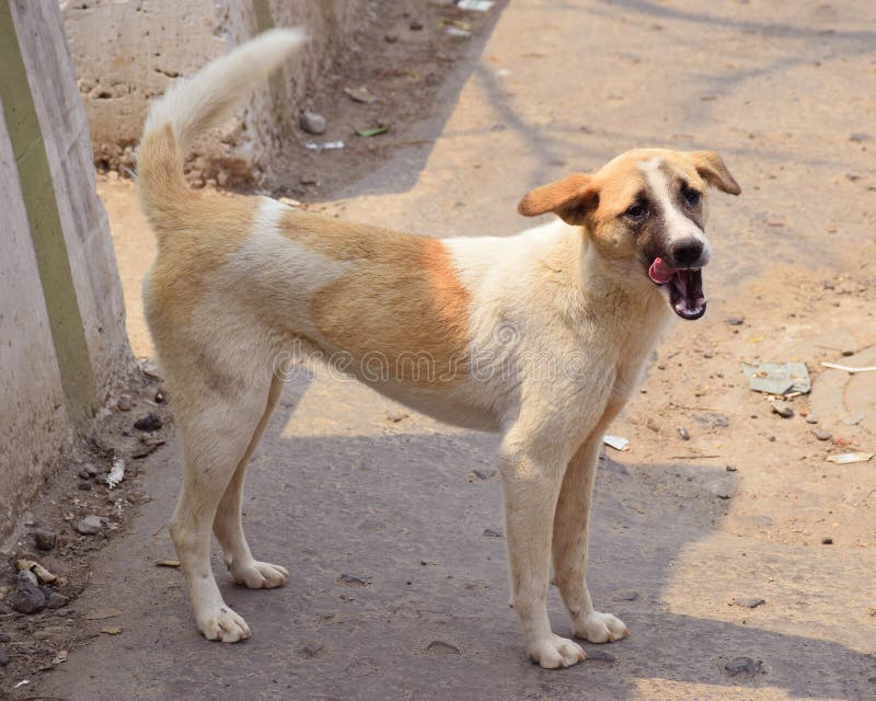 Indian Street Dog Breeds