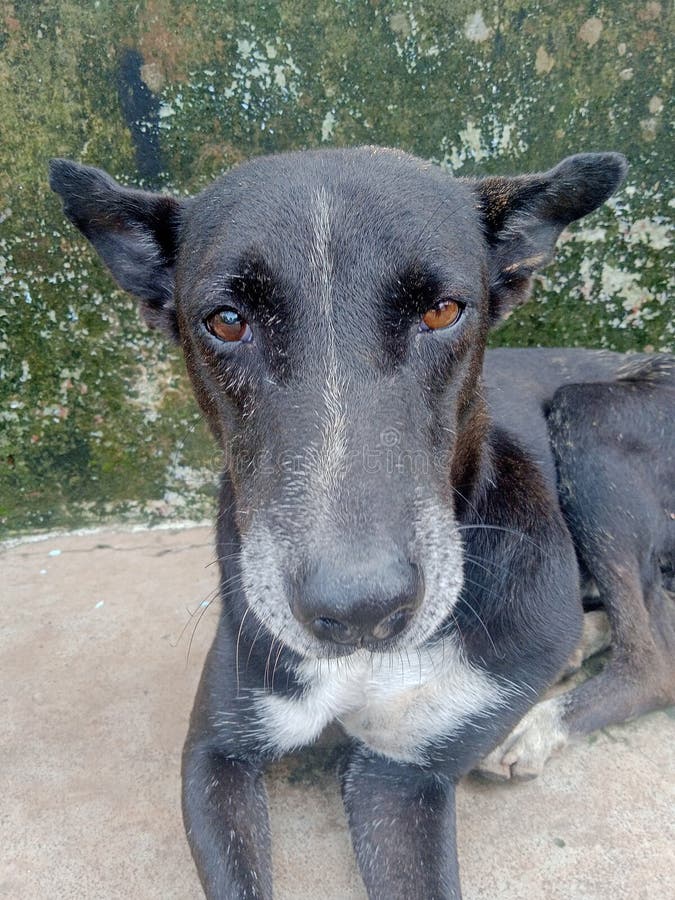 Indian street dog stock image. Image of roaming, adopt - 294121975