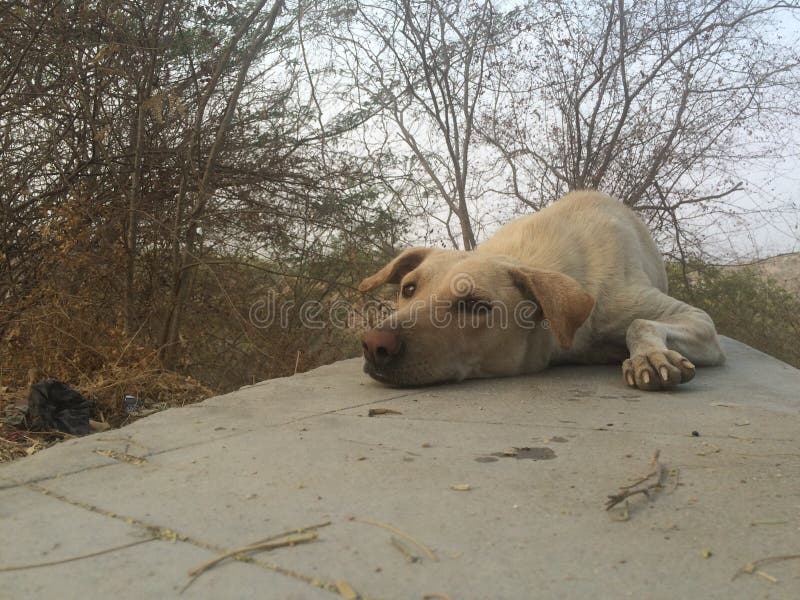 Indian Street Dog stock image. Image of rajasthan, religion - 74081143