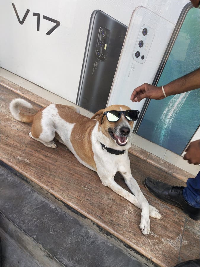 Indian Street Dog Looking Good with Goggles Editorial Stock Image ...