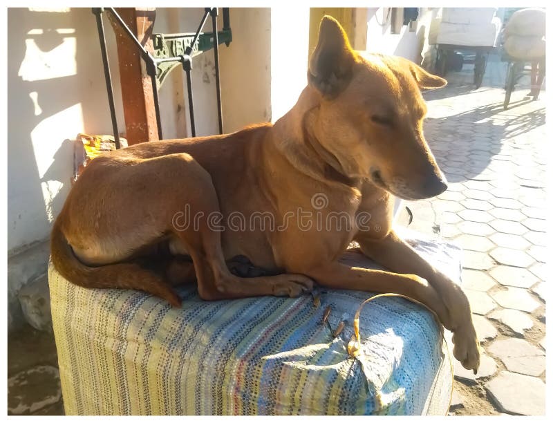 Indian Street Dog Sit on the Box Stock Photo - Image of brown, street ...