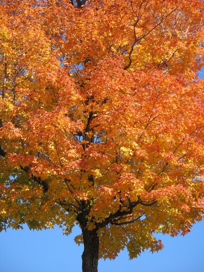 Indian Summer stock image. Image of yellow, fall, weather - 8928741