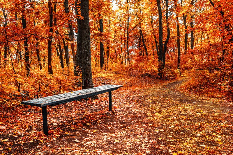 Indian Summer Bench in Autumn Forest Park Stock Image - Image of calm ...