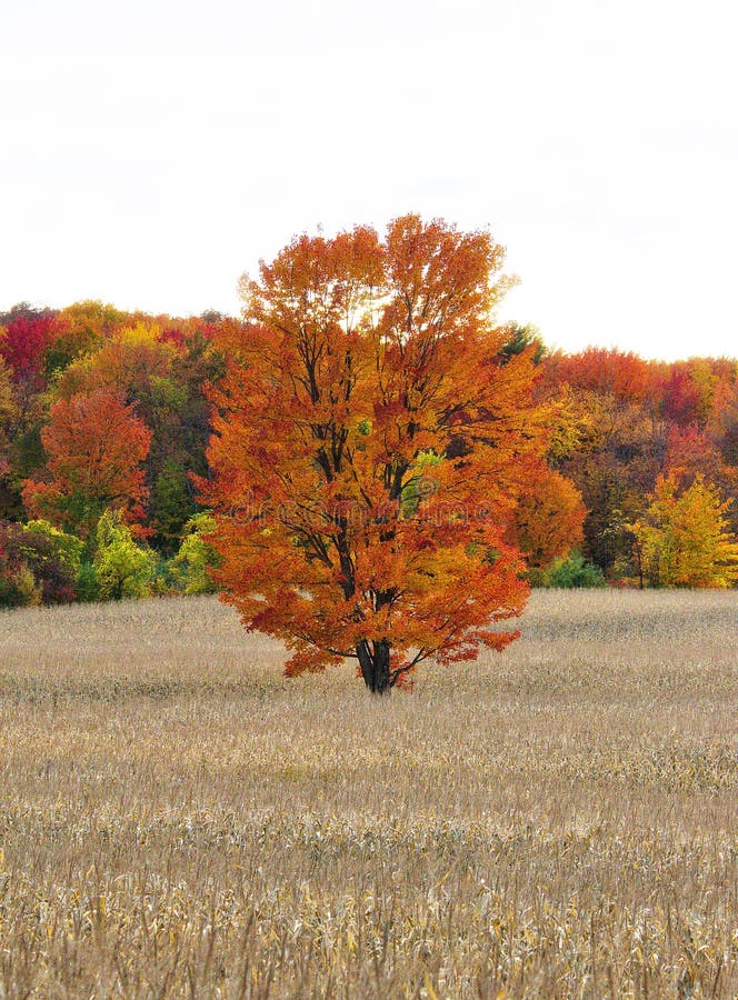 Indian Summer Foliage by a Lake in Quebec, Canada Stock Image - Image ...
