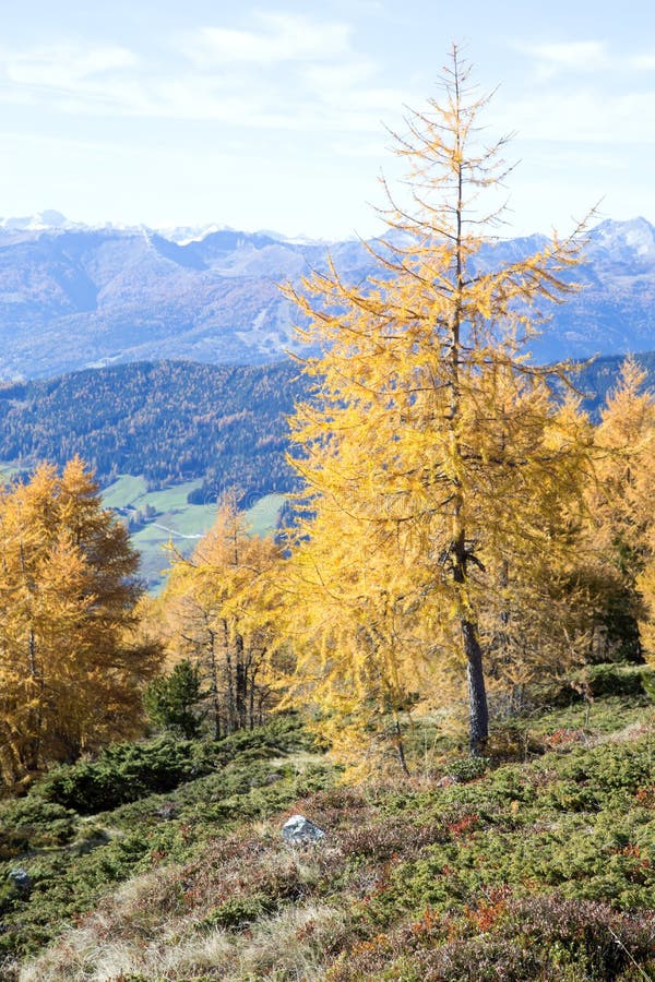 885 Indian Summer Tree Colours Stock Photos - Free & Royalty-Free Stock ...