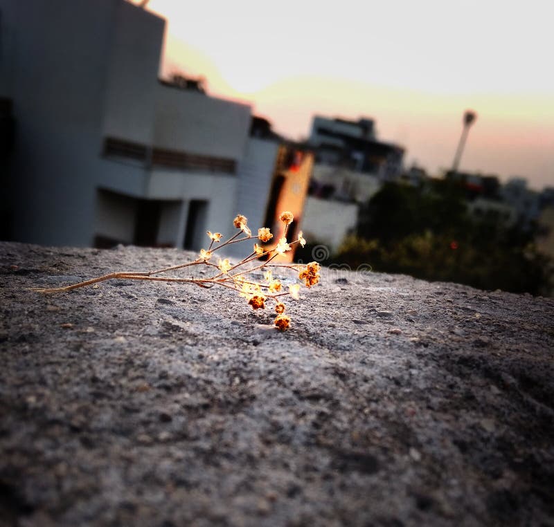 Indian sun set stock image. Image of dream, india, light - 133272867