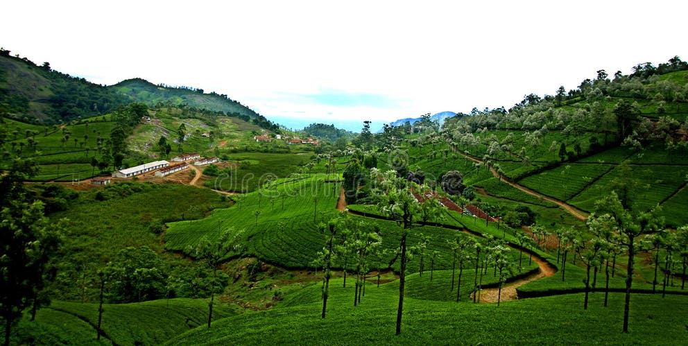 Indian Tea Farm in a Sunny Day Stock Photo - Image of agriculture ...