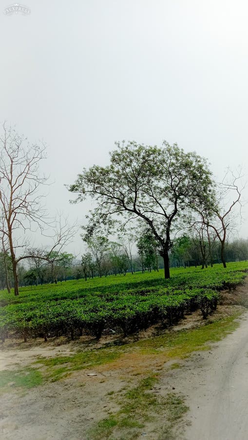 Indian Tea Garden stock photo. Image of nutere, grass - 216417234
