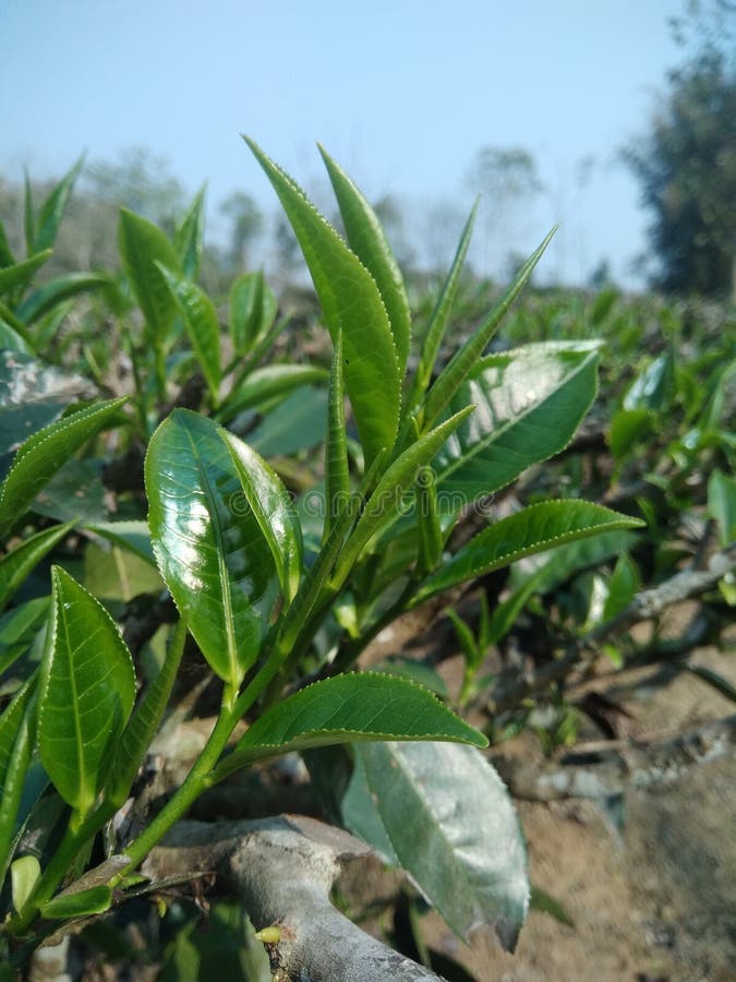 Indian Tea Garden Photography India Stock Photo - Image of indian ...