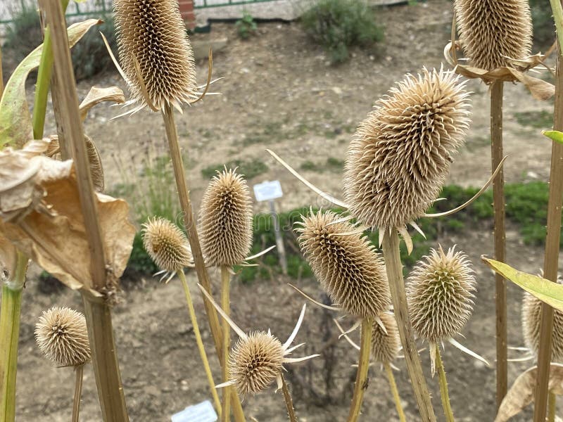 Indian Teasel / Dipsacus Sativus / Fuller`s Teasel, Card`s Thistle ...