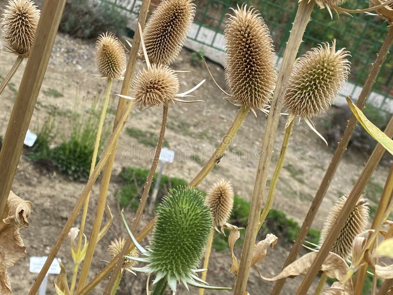 Indian Teasel / Dipsacus Sativus / Fuller`s Teasel, Card`s Thistle ...