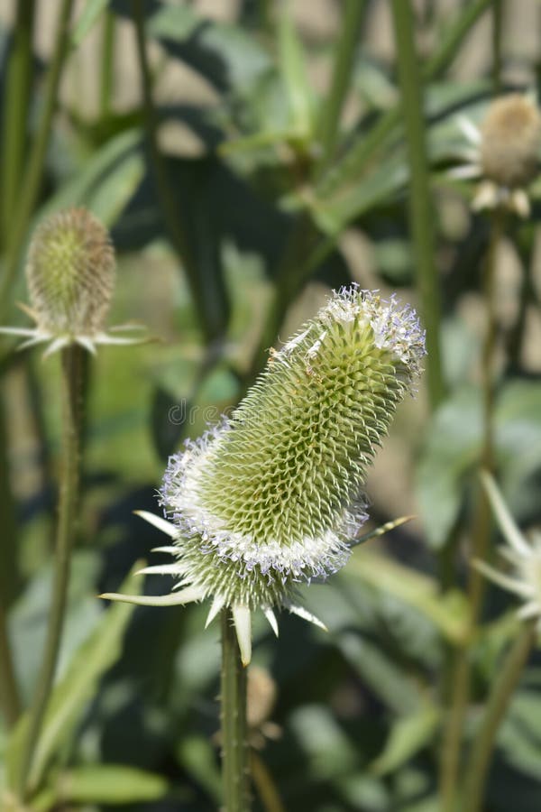 Indian teasel stock photo. Image of white, plant, outdoors - 190323606