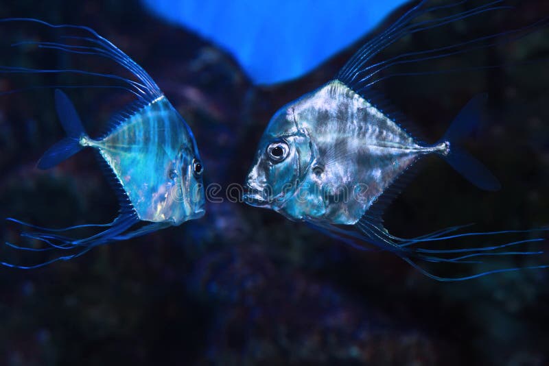Indian Threadfish Alectis Indica Fish Stock Image - Image of mirror ...