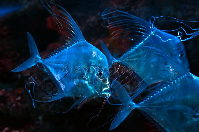 Indian Threadfish Alectis Indica Fish Stock Photo - Image of alectis ...