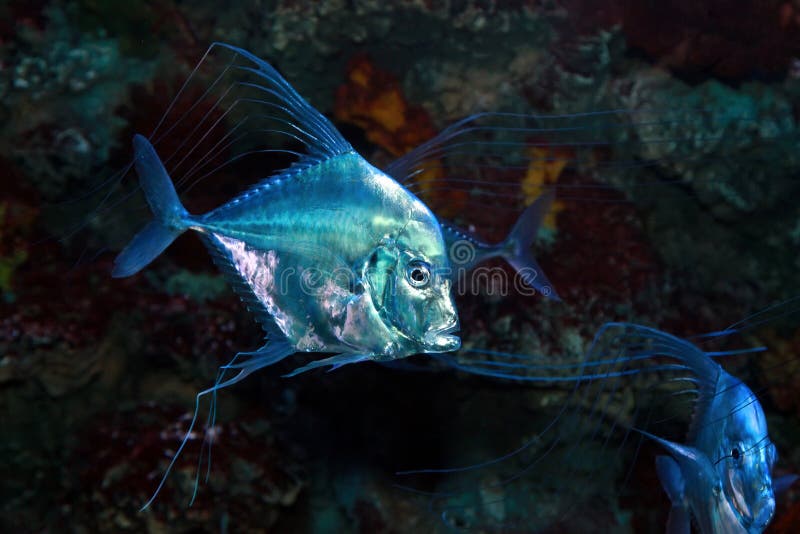 Indian Threadfish Alectis Indica Fish Stock Image - Image of mirror ...