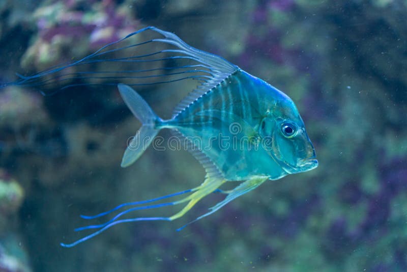 Indian Threadfish - Alectis Indica Stock Image - Image of underwater ...