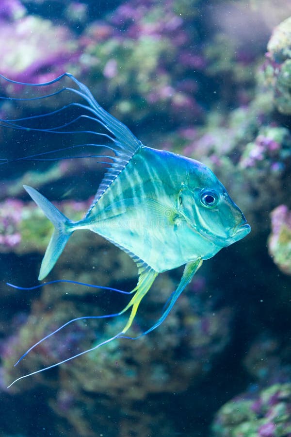 Indian Threadfish Alectis Indica Fish Stock Image - Image of mirror ...